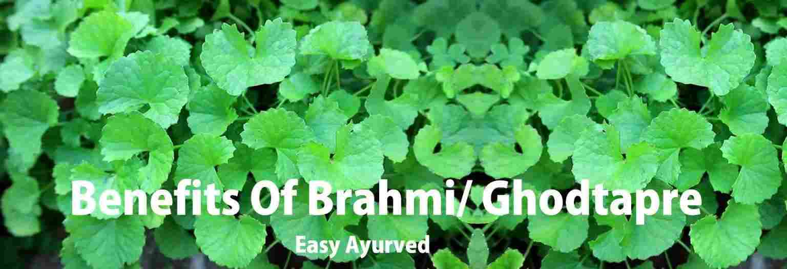 The Power of Ayurvedic Treasures “Nepali Brahmi”: From Brain Health to ...