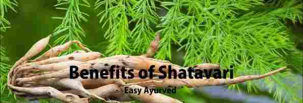 Reveling the Hidden Power of Shatavari: A Comprehensive Guide to Its ...