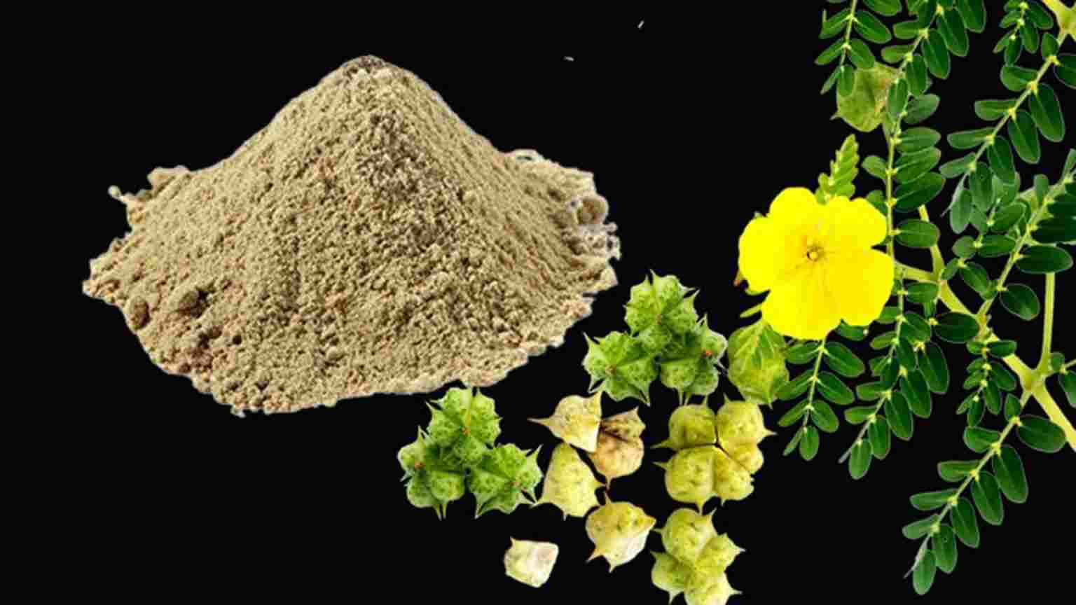 Nepali Gokhuru Powder : Benefits, Uses and More – Easy Ayurved