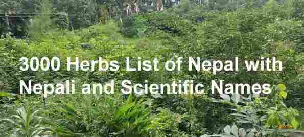 3000 Herbs List of Nepal with Nepali and Scientific Names