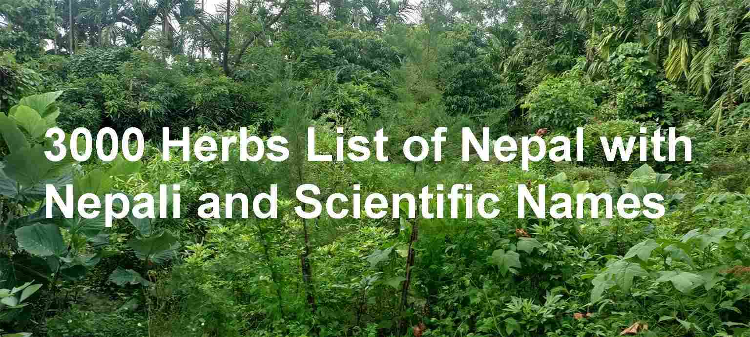 3000 Herbs List Of Nepal With Nepali And Scientific Names