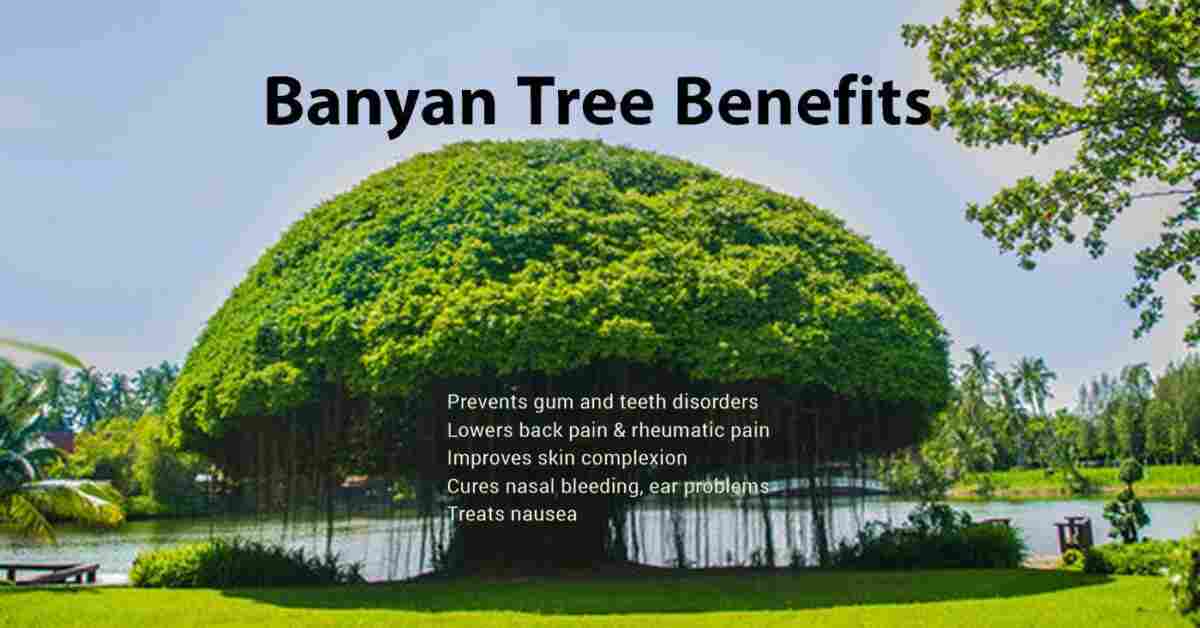 Bar: Ficus Benghalensis : Banyan: Uses, Advantages & More