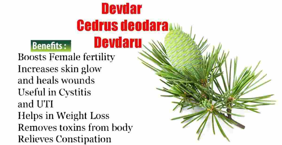 Devdar: Cedrus Deodara: Devdaru: Deodar Benefits Uses & More