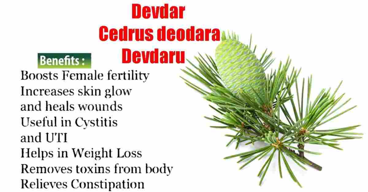 Devdar: Cedrus Deodara: Devdaru: Deodar Benefits Uses & More