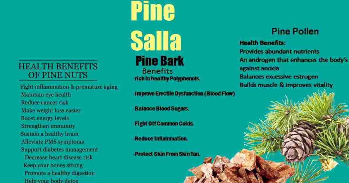 Salla: Pine Tree: Pinus longifolia Benefits, Uses & More!