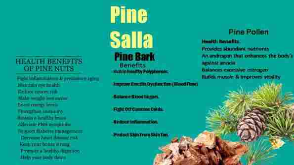Salla: Pine Tree: Pinus Longifolia Benefits, Uses & More!