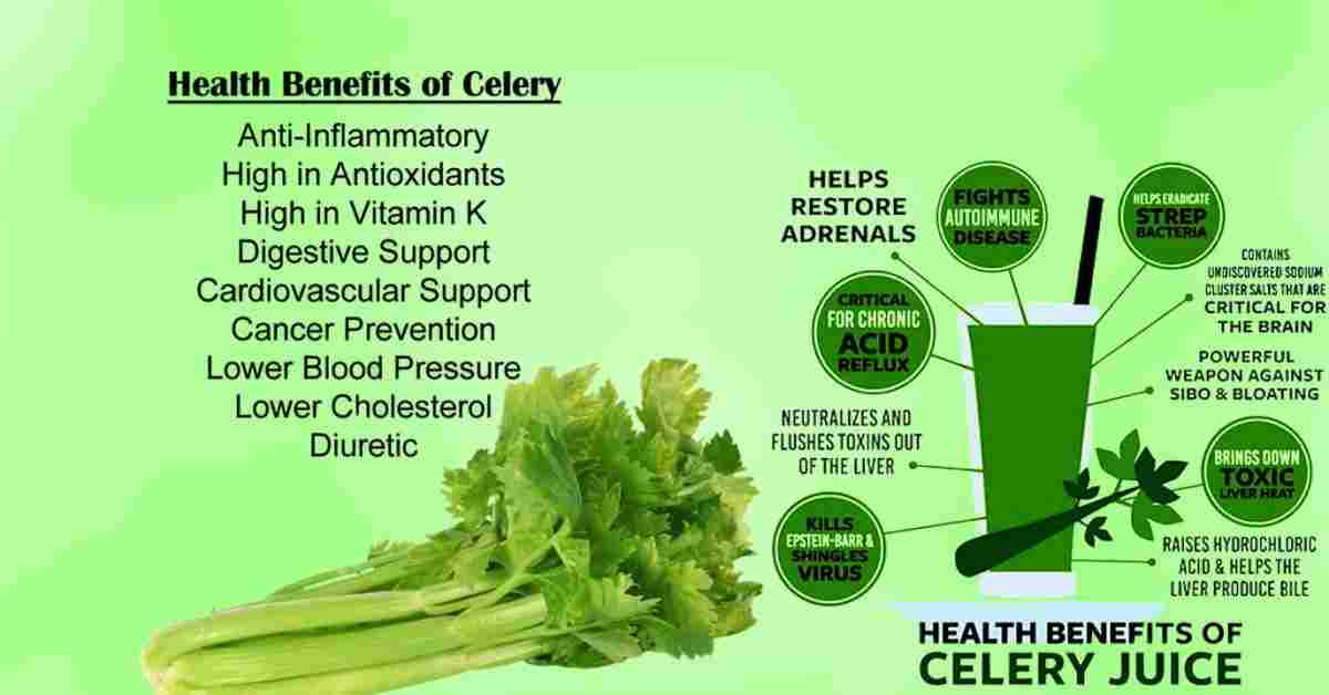 Celery: Apium graveolens Benefits, Uses and More!