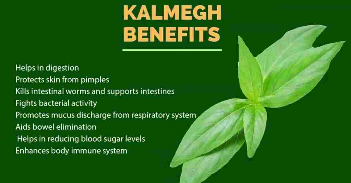 Kalmegh: Andrographis Paniculata Benefits, Uses & More!