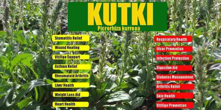 Kutki: Picrorhiza Kurrooa Benefits, Uses, Precaution & More!