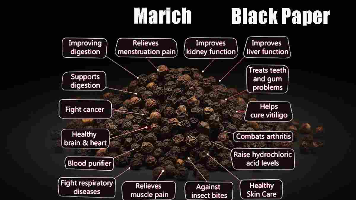 Marich: Black Paper: Kalimirch: Piper Nigrum Benefits – Easy Ayurved