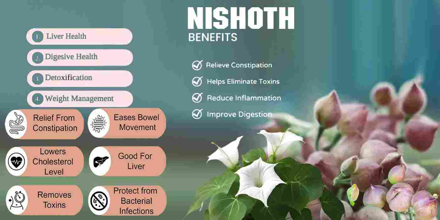 Nisoth: Operculina Turpethum Benefits, Uses & More!