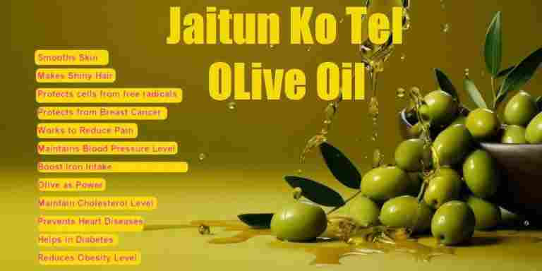 Olive Oil: Jaitun Ko Tel: Olea Europaea Benefits
