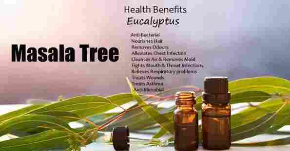 Masala Tree: Eucalyptus: Benefits, Usage And More!