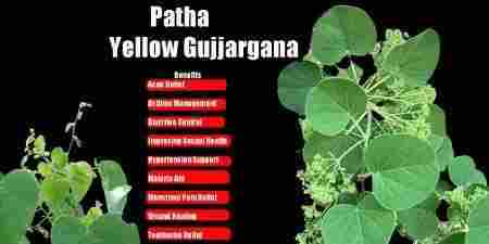 Patha: Cissampelos pareira Benefits, Uses, Precaution & More! – Easy ...