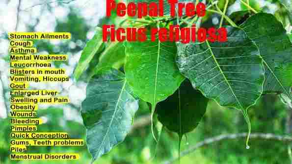 Peepal Tree: Ficus religiosa Benefits, Uses, Precaution & More! – Easy ...