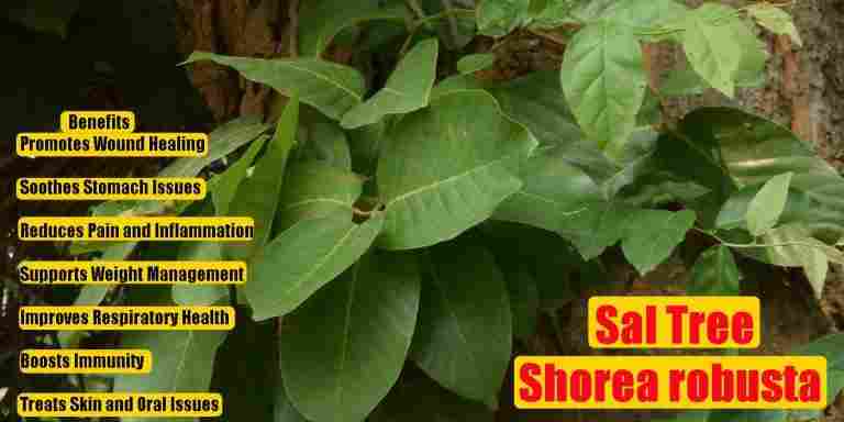 Sal Tree: Shorea robusta Benefits, Uses, Precaution & More! – Easy Ayurved