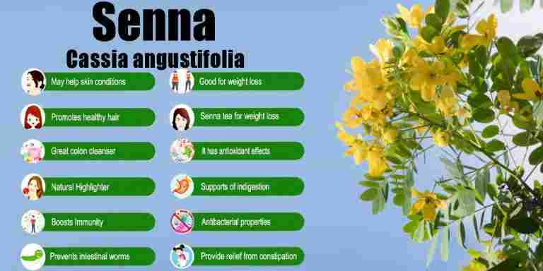 Senna: Cassia angustifolia Benefits, Uses, Precaution & More! – Easy ...