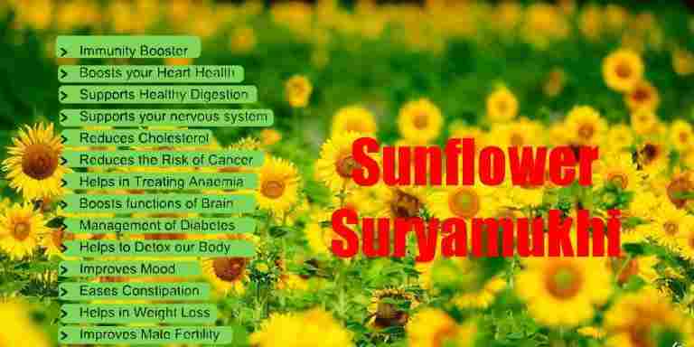 Sunflower: Suryamukhi: Helianthus annuus Benefits, Uses, Precaution ...