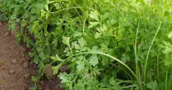 चम्सुर साग Chamsur Sagu (Lepidium Sativum) Benefits
