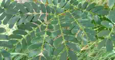 शिरीष Shirish Tree (Lebbeck Tree) Benefits, Uses