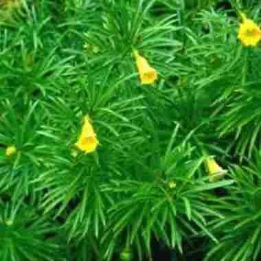 Stone Flower: Patthar Phool: Jhyau: Benefits
