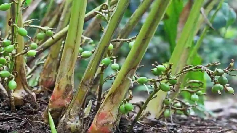 सुकुमेल Proven Health Benefits Of Green Cardamom